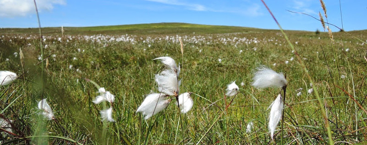 Plover Clubs 2015 @ Ballycroy National Park Visitors Centre, Co. Mayo ...